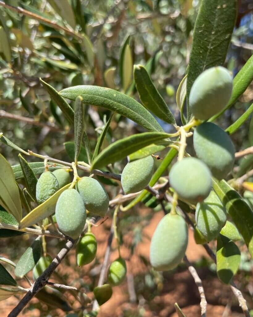 Our Ethos – Dimitri Extra Virgin Olive Oil